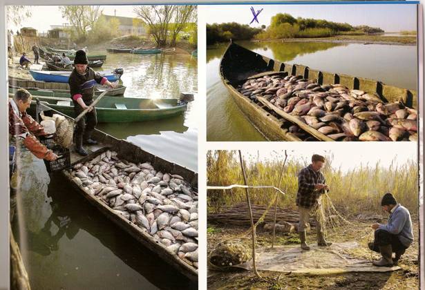 Flora din Delta Dunarii in imagini - recunoasterea Deltei Dunarii ca ...